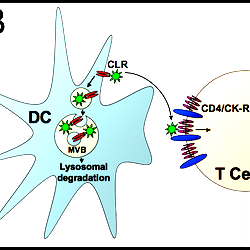 Models of trans-infection.