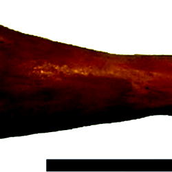 Well preserved complete bone used in initial investigation.