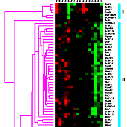 Hierarchical clustering of mouse CCCH family relative to tissue ...