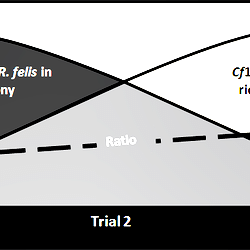 Experimental model depicting the relationship between R. felis and C ...