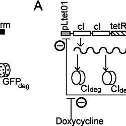 Design of negatively auto-regulated gene circuits: