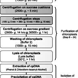 Flowchart showing the major steps for the isolation of high purity ...