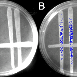 Cross-streak assay demonstrates that the S. Typhimurium srgE gene is ...