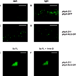 Subcellular localization of a constitutively localized phyA (phyA-NLS-GFP).