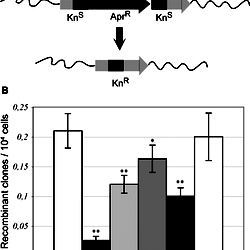 RecO, RecR and RecB participate in RecA-dependent intrachromosomal ...