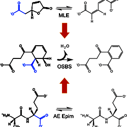 Enzyme engineering strategy.