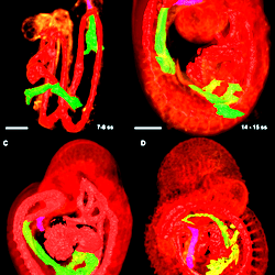 Connections between the embryonic and extraembryonic circulation in the ...