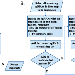 Workflow of the sgRNA selection/ranking process in CRISPR-FOCUS.