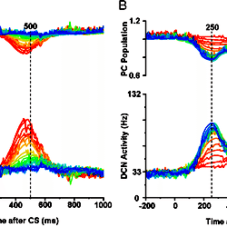 Extinction and double response.