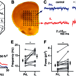 Fast network oscillations are bigger and faster in infralimbic cortex ...