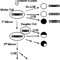 Schematic diagram of LOH assay.