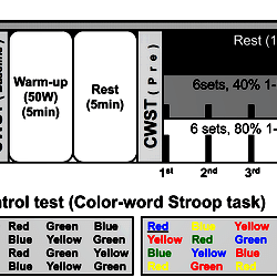 Experimental design and typical examples of the color-word Stroop task ...