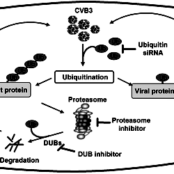A proposed model for UPS regulation of CVB3 replication (See text).