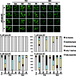 Several AP double mutants (fca fpa, fca fve, fpa fld, fpa fve, fpa flk ...