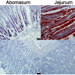 Representative IHC results.
