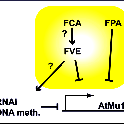 The RRM protein (FCA, FPA) and the chromatin regulator (FLD, FVE ...