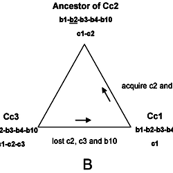 Evolutionary models of bv. microtus Cc3, Cc2 and Cc1 isolates.