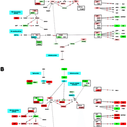 KEGG Hippo signaling pathway.