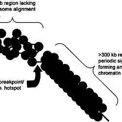 Chromatin Structure Model.