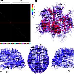 High-Resolution Connection Matrix, Network Layout and Connectivity ...