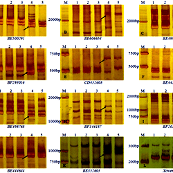 PCR amplification using EST-SSR and EST-STS markers.
