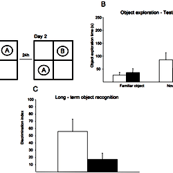 Object recognition test.