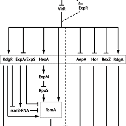 Schematic Model of the Hierarchical Relationships Between ExpI, Other ...