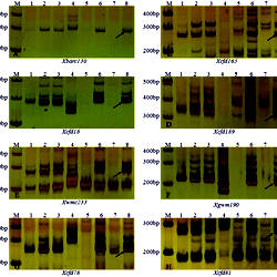PCR amplification using SSR markers specific for chromosome arms 5DS.