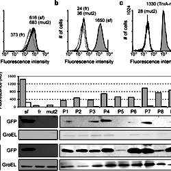 Flow cytometric analysis of GFP variants.