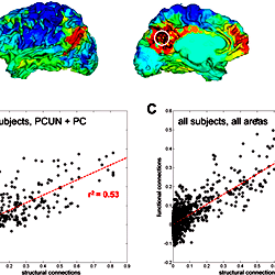 Comparison of Structural and Functional Connectivity