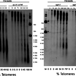 Telosome behavior in rap1-5 mre11A470T cells.