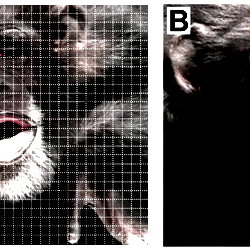 Examples of image analysis procedures.