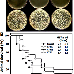 Anticandidal activities of mAb CDRs.