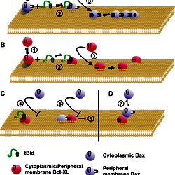Bcl-XL Functions Like a Dominant-Negative Bax