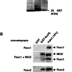 Foxc2 directly binds to Su(H).
