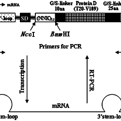 Description of the random DNA library construct used for ribosome display.