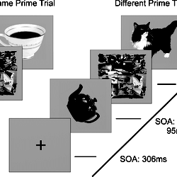 Examples of experimental trials.