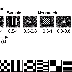 Sequential delayed match-to-sample task.