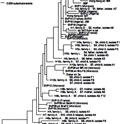 Neighbor joining unrooted dendrogram for hspA sequences.