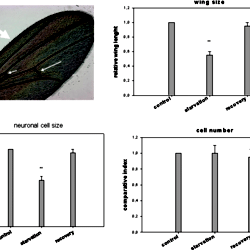 Analysis of sensory neurons in the small size adult wing generated by ...