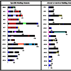 Schematic representation of the domain architecture of the different ...