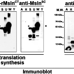 Immunoblot analysis of synthetic and recombinant Msln splicing variants.