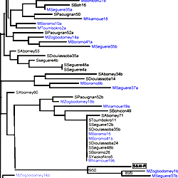 Genetic distance tree of ace-1 alleles in the M and S forms of ...