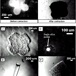 Light-microscopy images of modules fabricated in various shapes using ...
