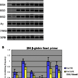 3C analysis of the PAC3K and PACΔ3K transgenes using a primer from the ...