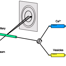 Schematic of the combined stopped-flow and synchrotron SAXS set-up.