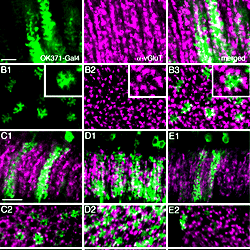 Distribution of vesicular glutamate transporter (vGluT) immunolabeling.