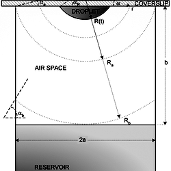 Scheme of the hanging drop method adopted on the derivation of the ...