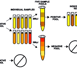 Diagram of pooling method for serum samples from blood donors.