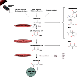 Biochemical pathway of propionate metabolism (simplified).